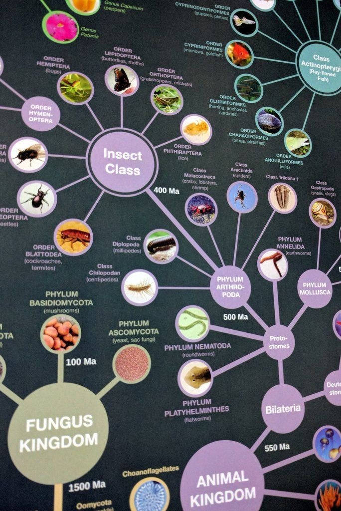 Evolution and Classification of Life Poster | Etsy