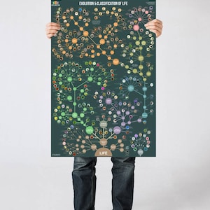 Evolution and Classification of Life Poster | Etsy