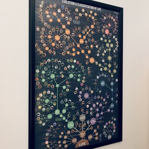 Evolution and Classification of Life Poster - Etsy Canada