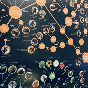 Evolution and Classification of Life Poster - Etsy Canada