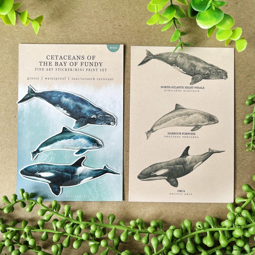 Whale Sticker Pack | Mini Print Set | Bay of Fundy Cetaceans | Gift for ...