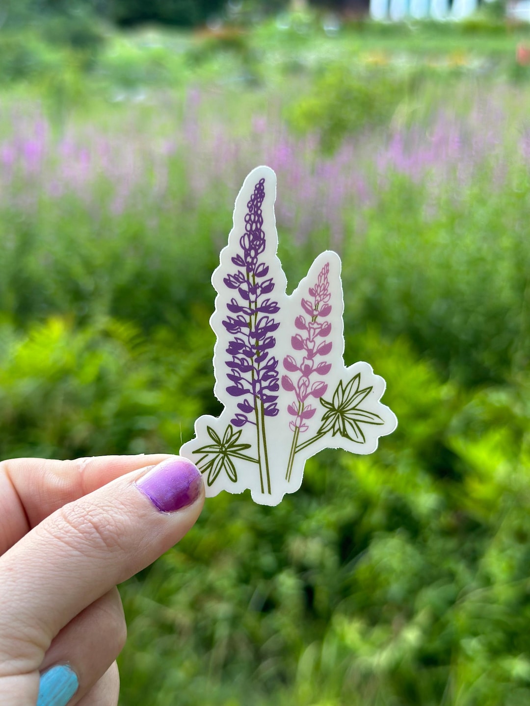 Lupine Sticker | Maine Sticker | Weatherproof - Etsy