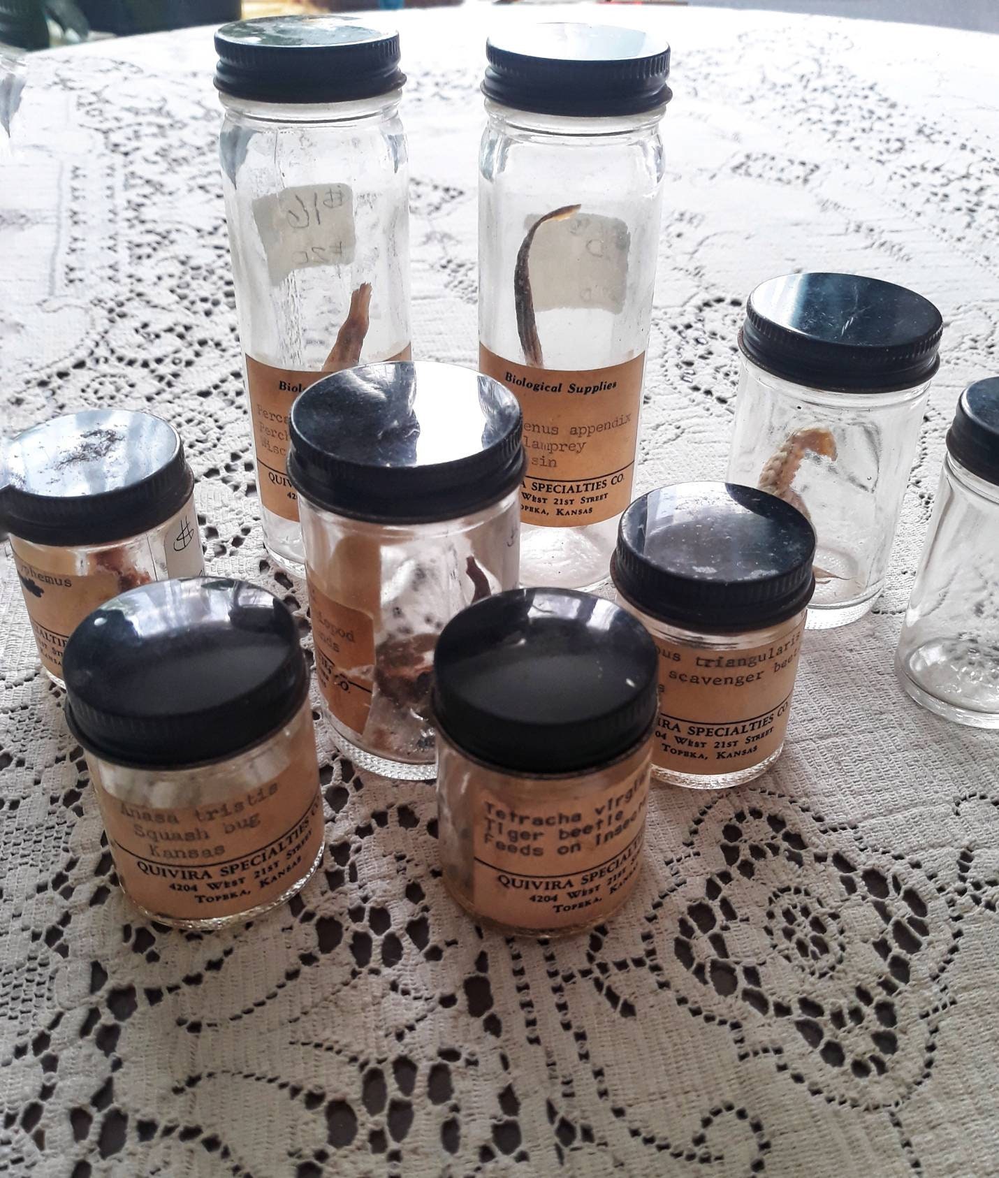 insects and fish FREE SHIPPING Set of 8 labeled with scientific names ...