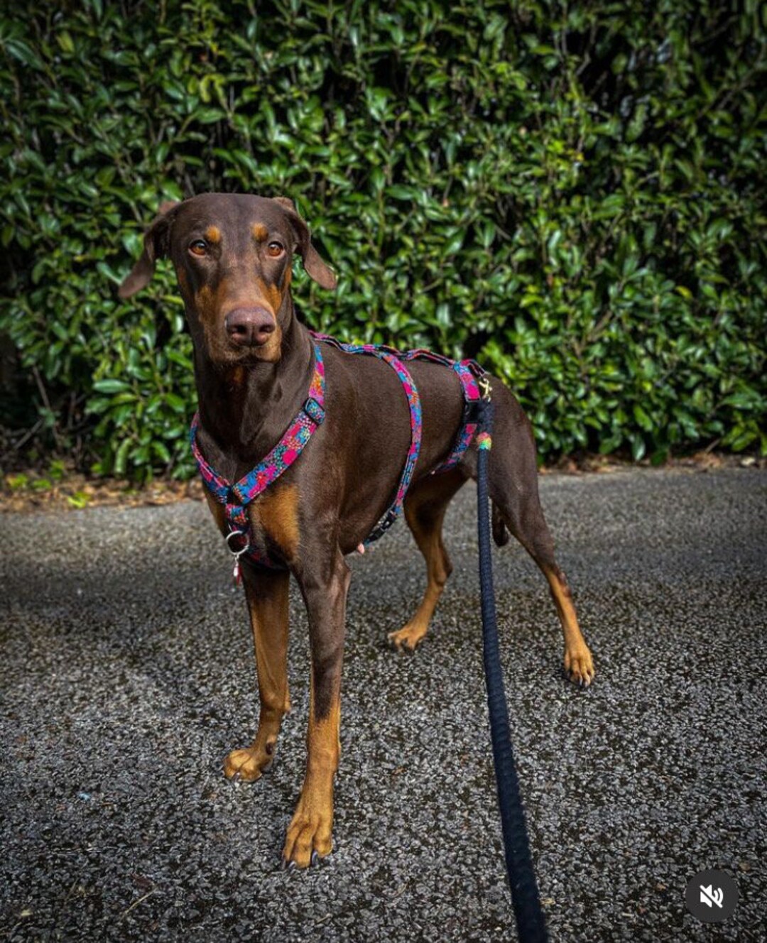 Liberty Ciara Triple Point Harness | Adjustable Dog Harness ...