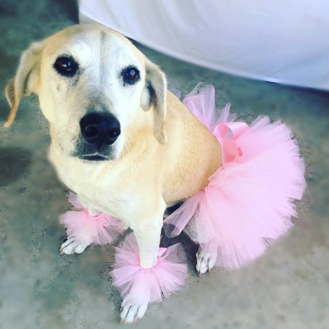 Dog Tutu With Anklets (available in Other Colors) - Etsy