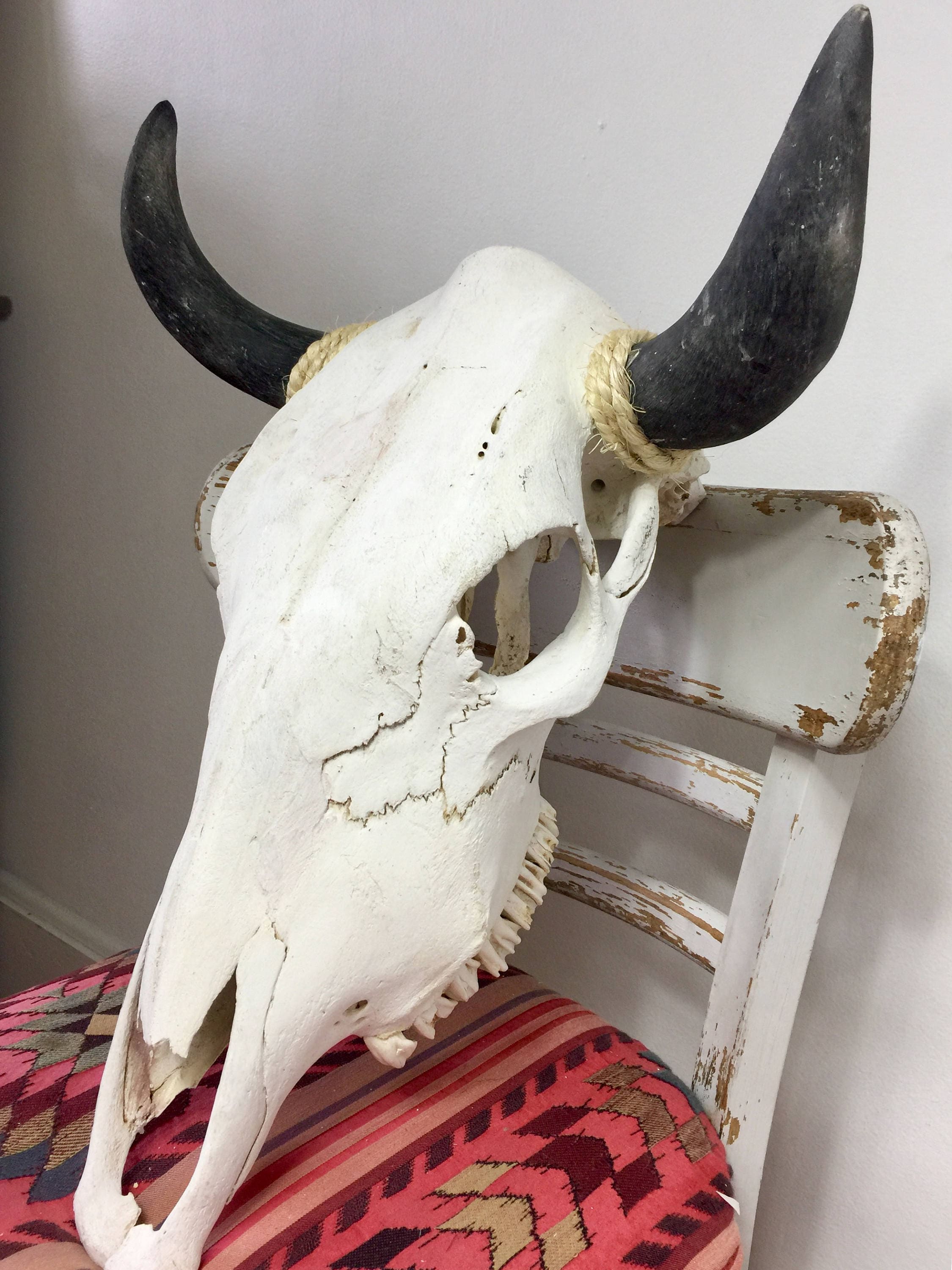 Real Cow Skull