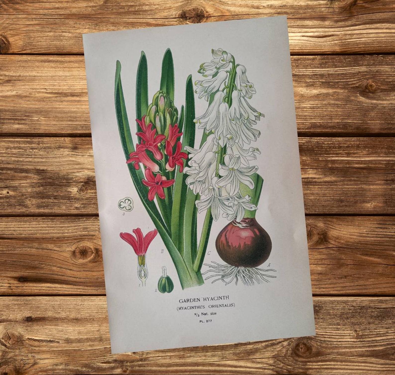 1897 Garden Hyacinth hyacinthus Orientalis. Antique Botanical Print ...