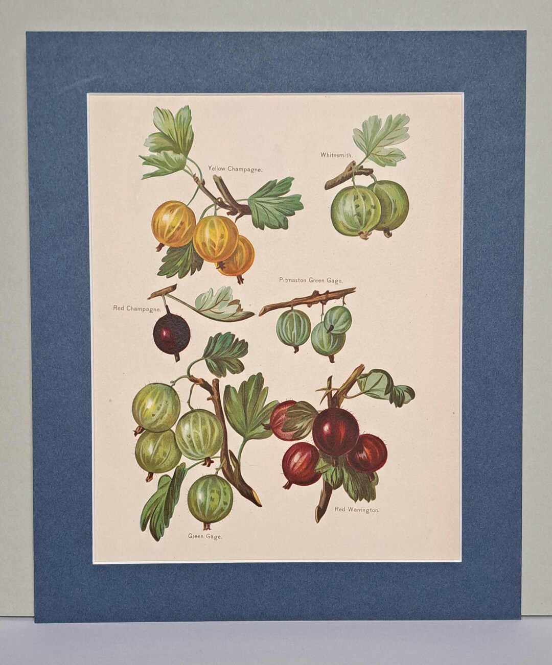 1892 Vintage Gooseberry Print. Yellow/red Champagne, Green Gage. John ...
