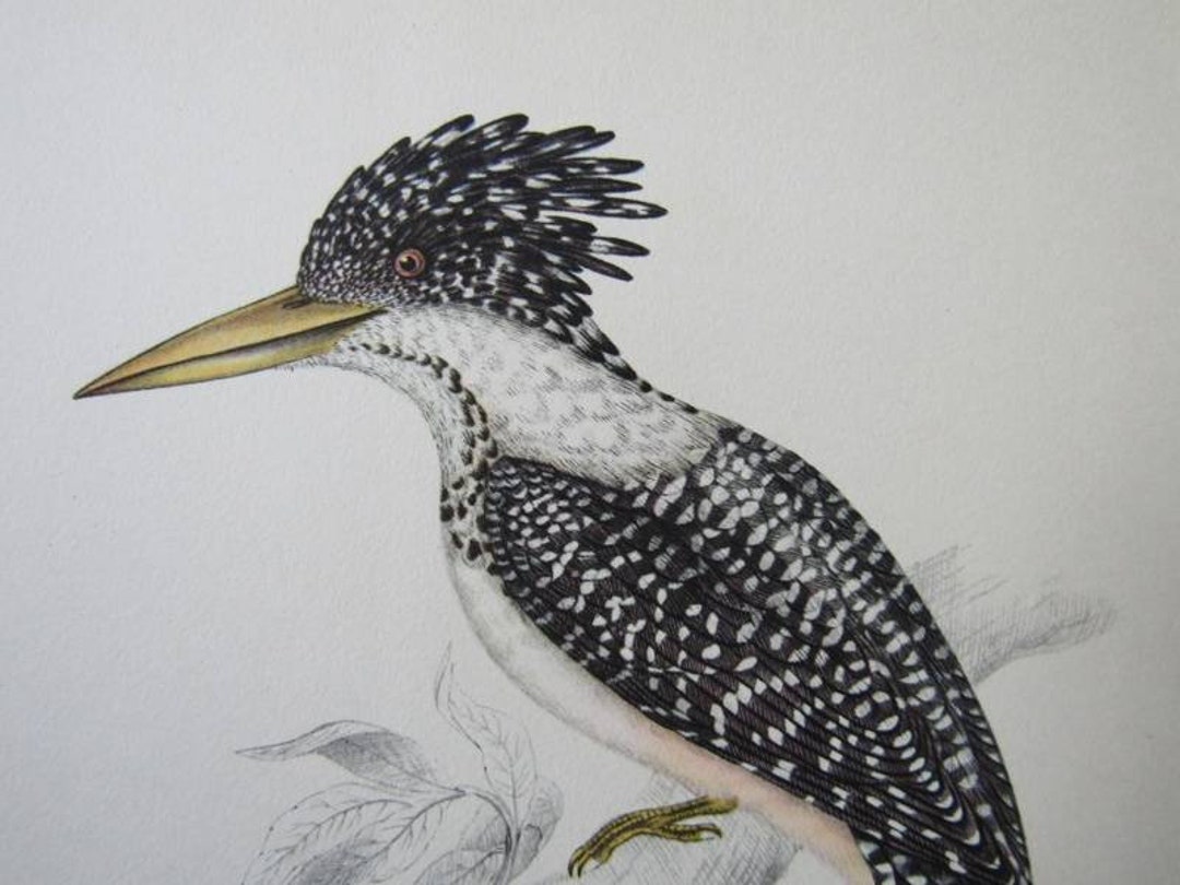 1948 Spotted Kingfisher alcedo Guttatus Print. John Gould Artist ...
