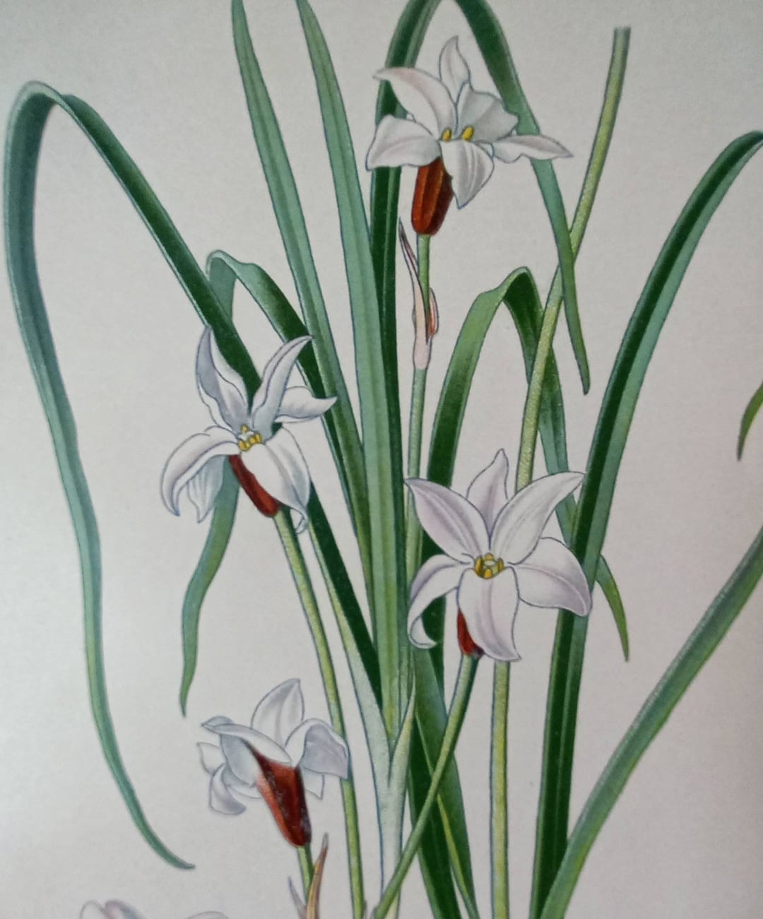 1895 Triplet Lily brodlaea Triteleia Uniflora. Antique Victorian ...