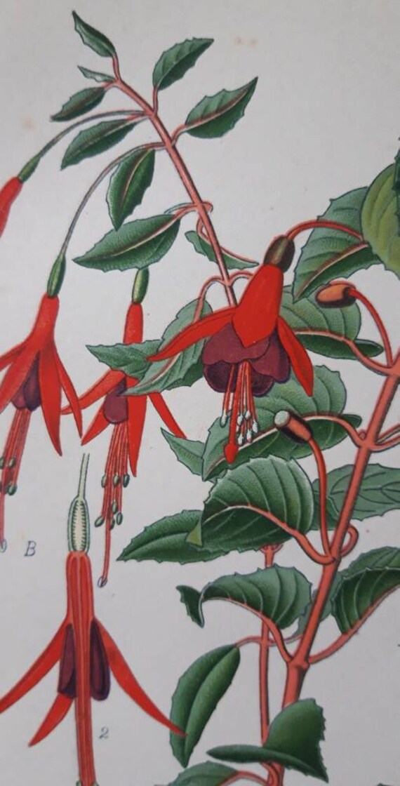 Art & Collectibles Prints Lithographs Fuchsia Globosa & Fuchsia ...