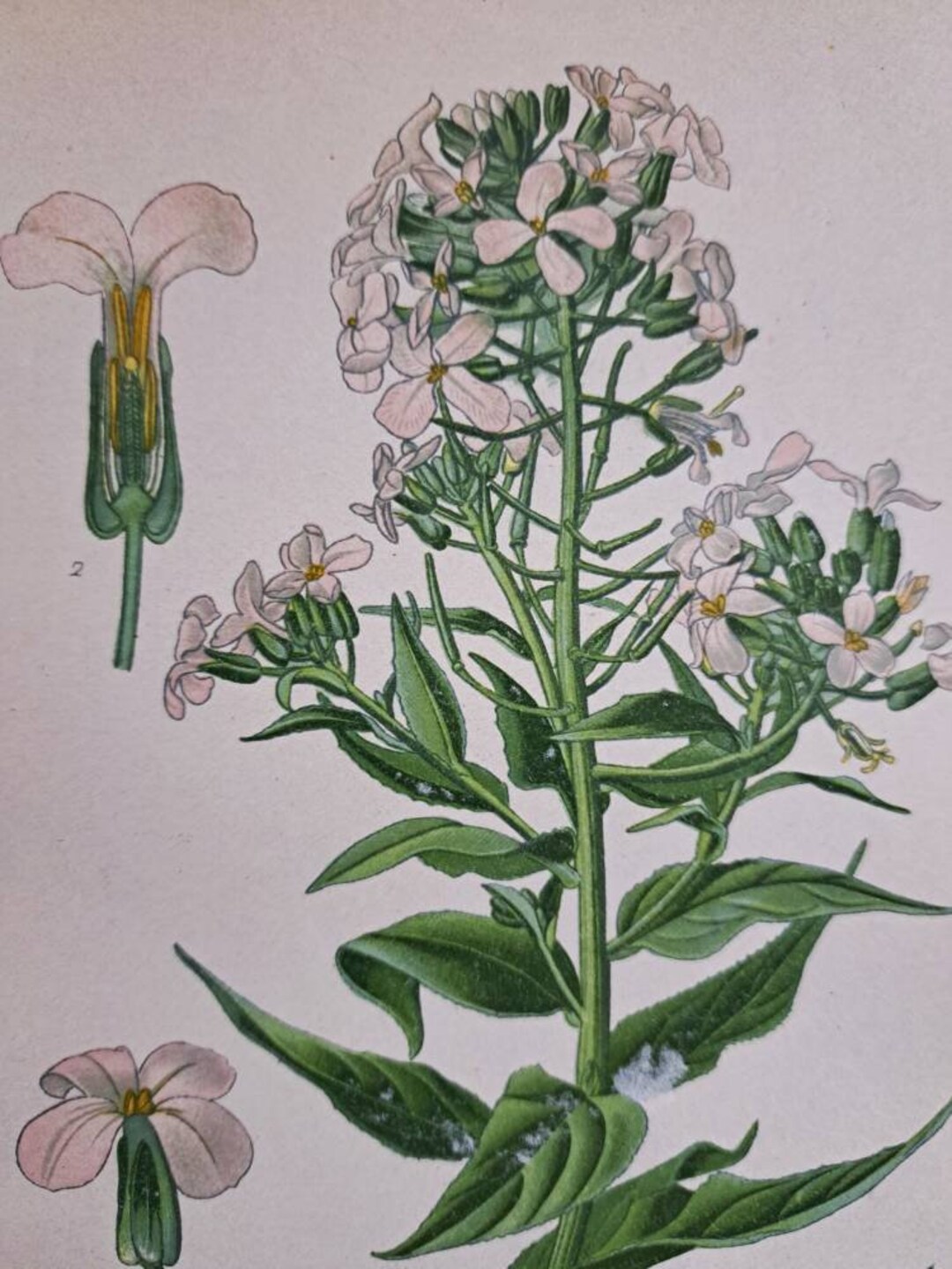 1897 Dames Rocket - Hesperis Matronalis. Antique Botanical Print ...