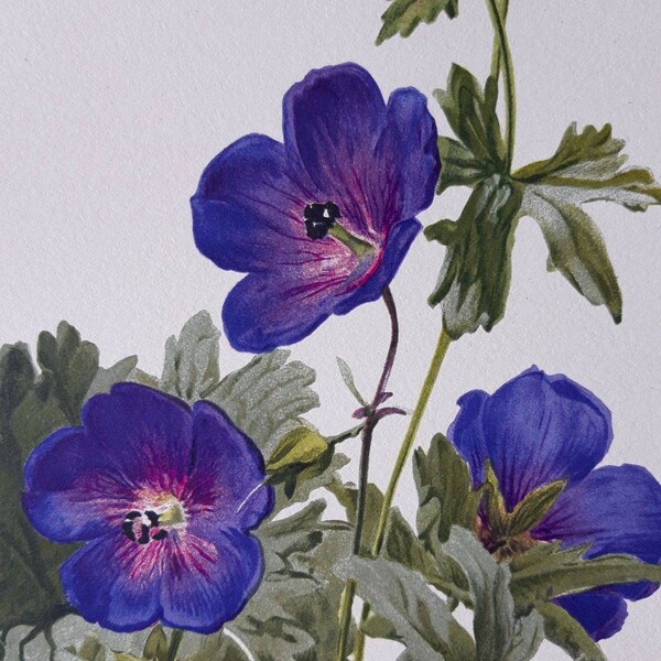 Geranium Print - Etsy