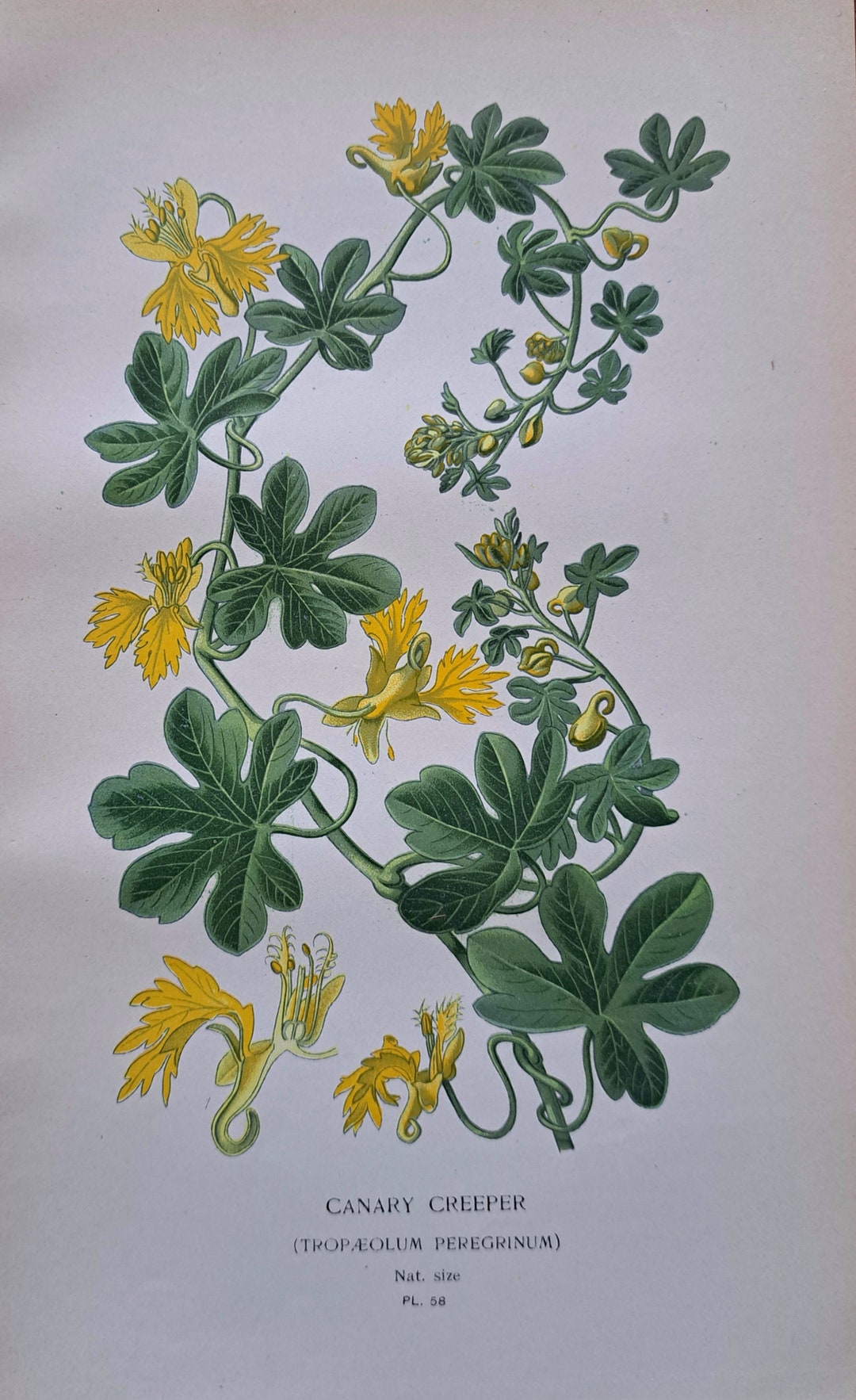 1897 Canary Creeper tropaeolum Peregrinum. Antique Botanical - Etsy