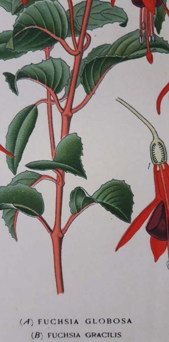 Art & Collectibles Prints Lithographs Fuchsia Globosa & Fuchsia ...
