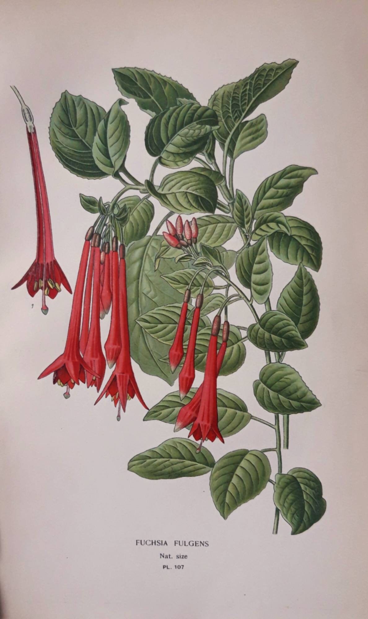 Art & Collectibles Prints Lithographs Fuchsia Globosa & Fuchsia ...