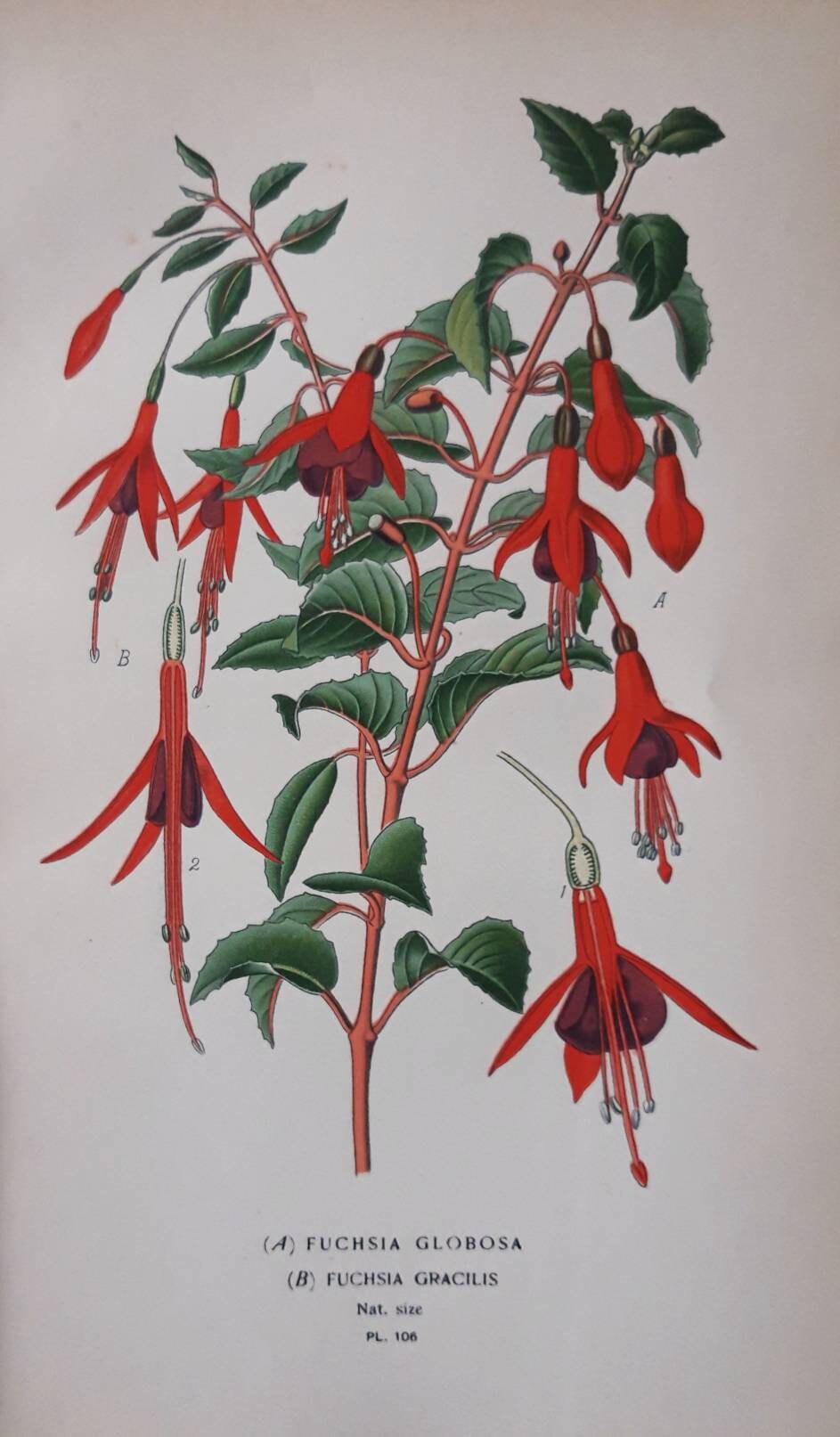 Art & Collectibles Prints Lithographs Fuchsia Globosa & Fuchsia ...