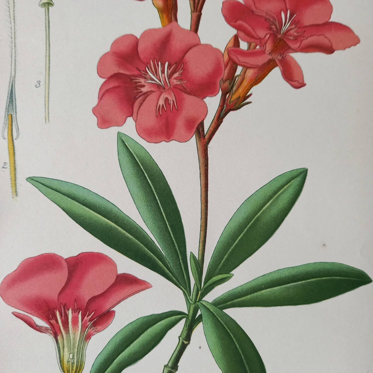 Oleander Flower Drawing