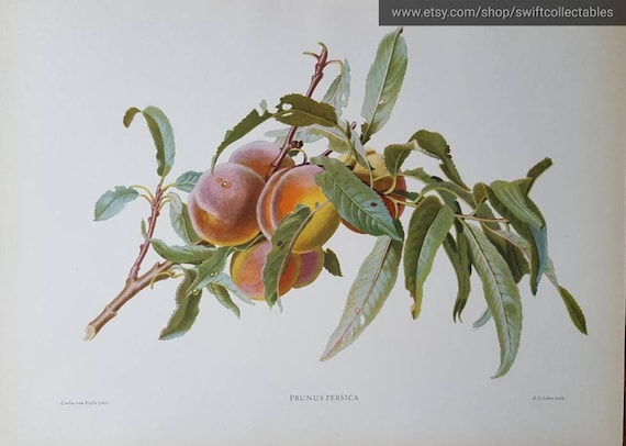 Prints Art & Collectibles large kitchen print apples Carlos von Riefel ...