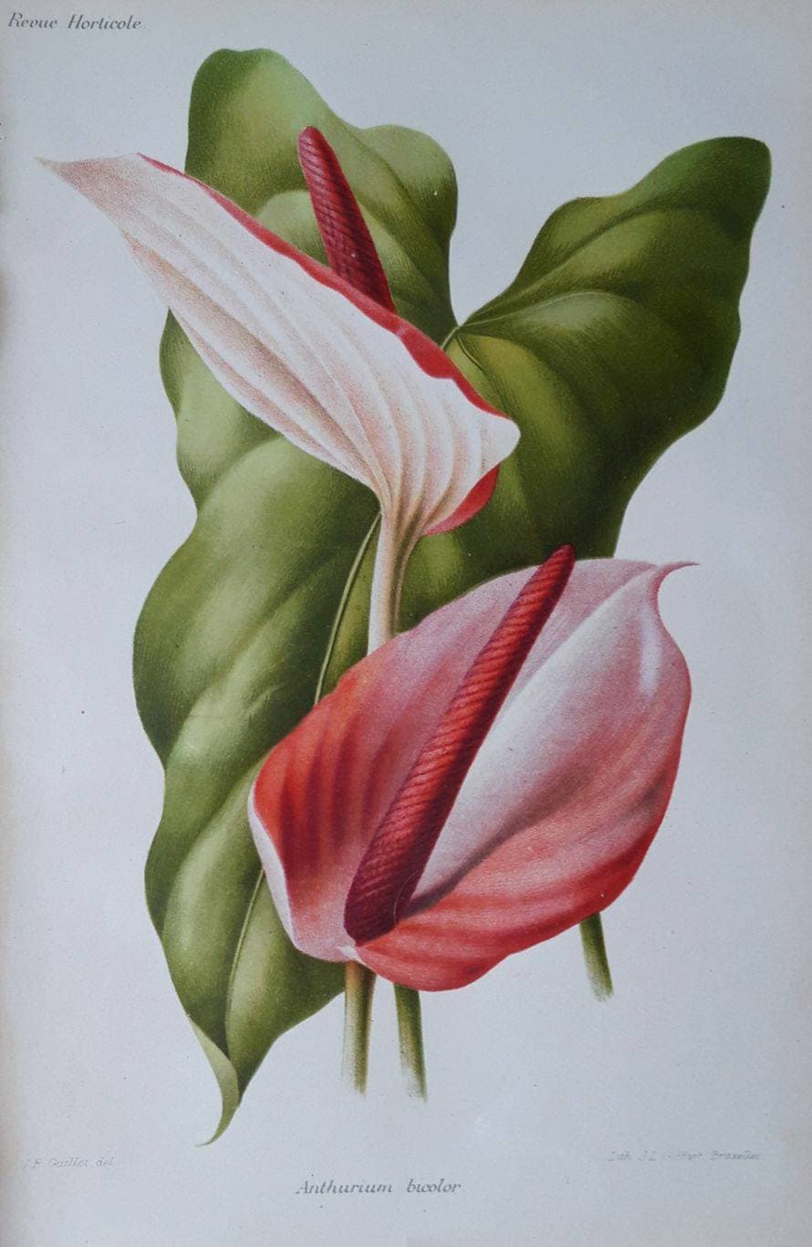 Prints Art & Collectibles Lithographs Orchid family antique botanical ...