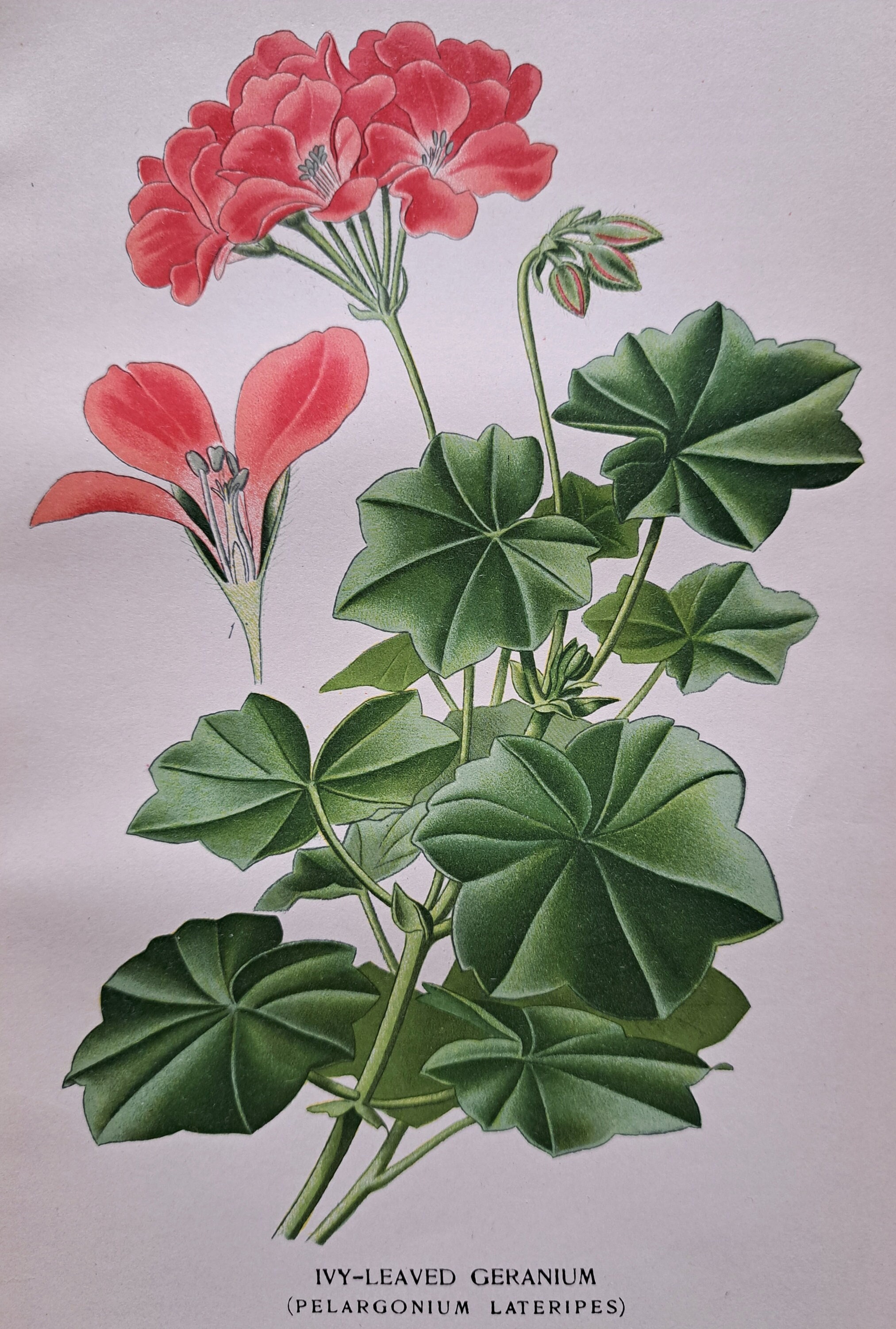 Ivy Leaved Geranium