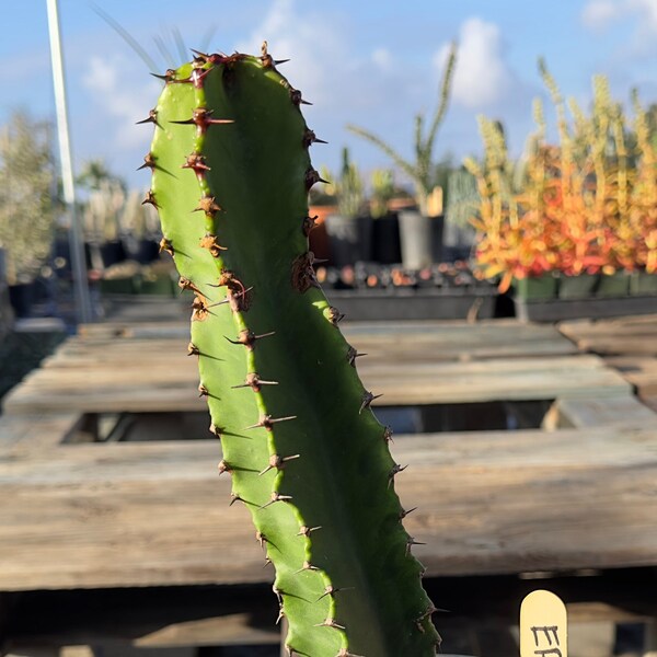Euphorbia Ingens Chocolate Drop - Etsy