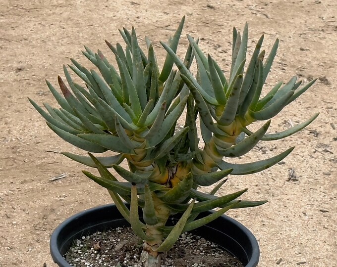 Aloe Ramosissimum Dwarf Form - Maiden's Quiver Tree - AR13 - Etsy