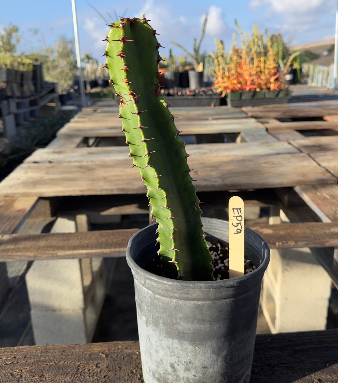 Euphorbia 'chocolate Drop' - Euphorbia Ingens (EP59) - Etsy