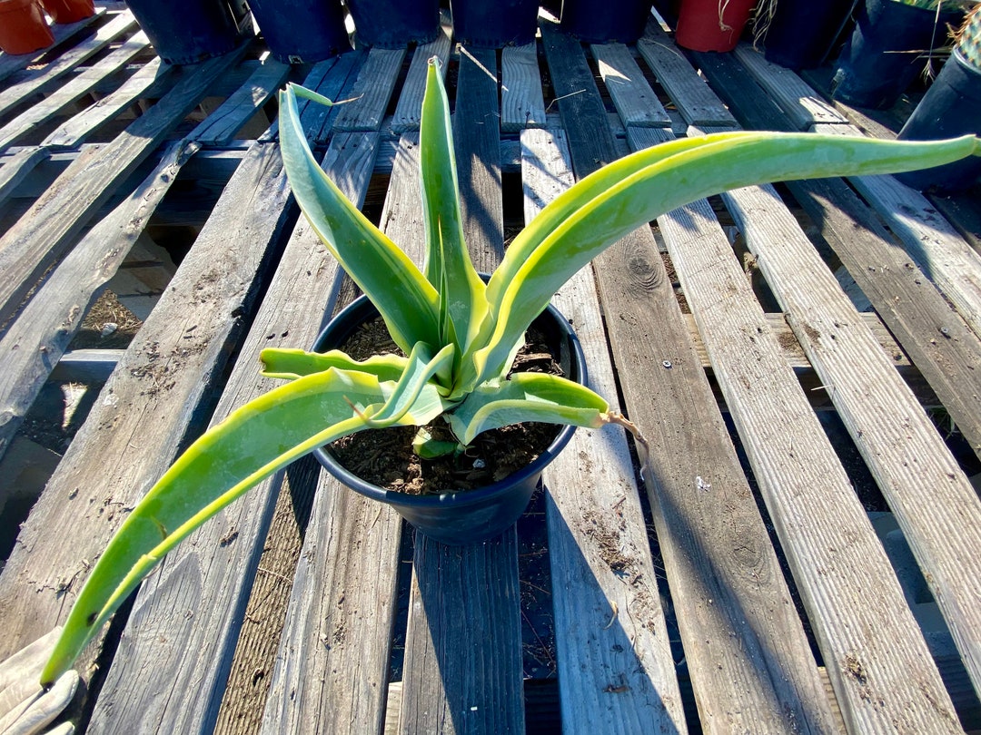 Variegated Octopus Agave Agave Vilmoriniana 'stained Glass' - Etsy
