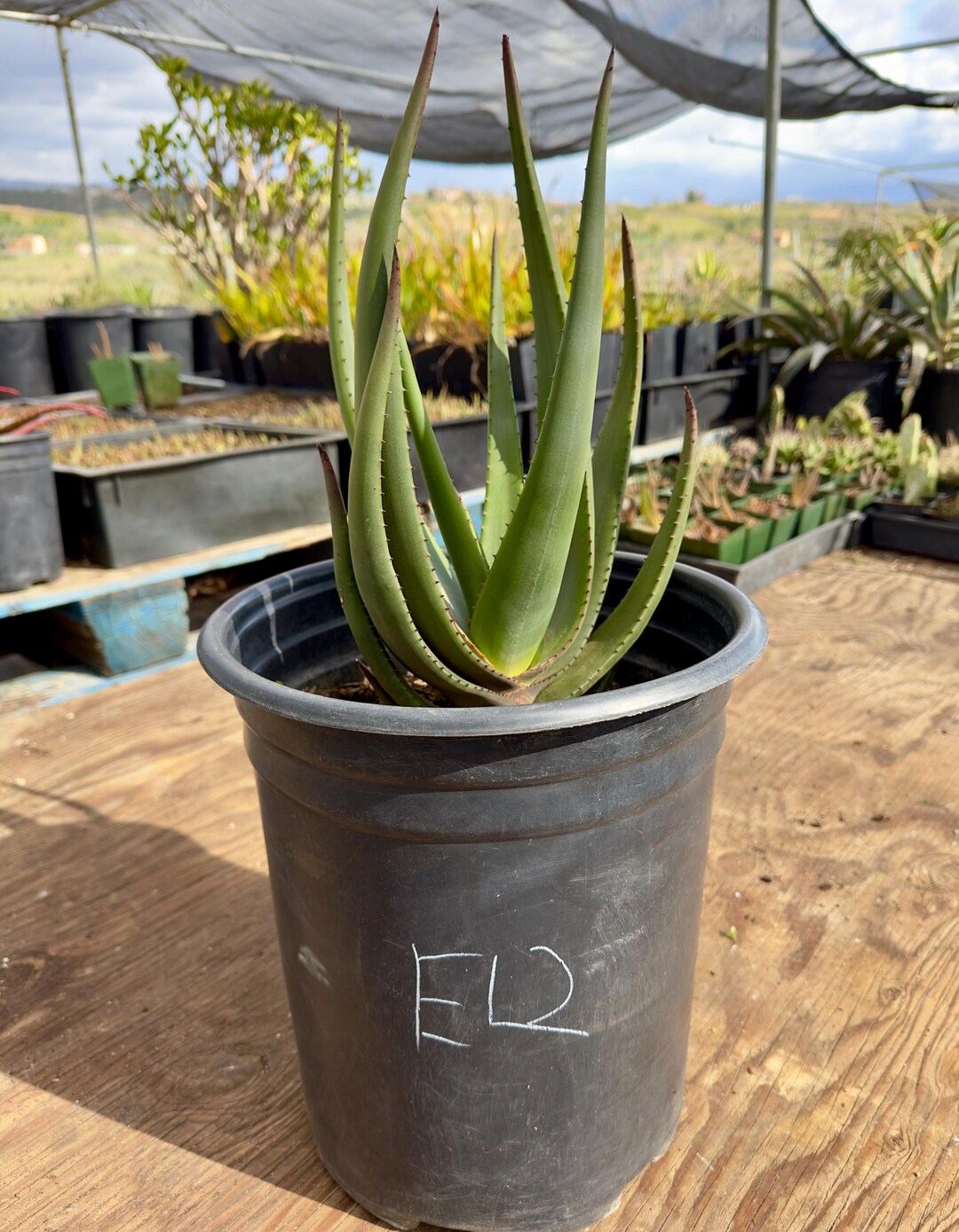 Aloe Wickensii EL2 - Etsy