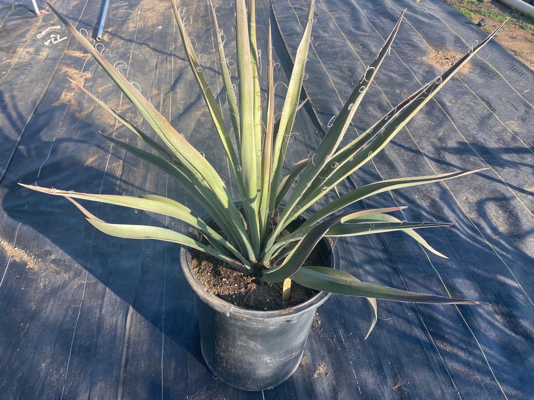 15 Gal Banana Yucca - Yucca Baccata EP98 - Etsy
