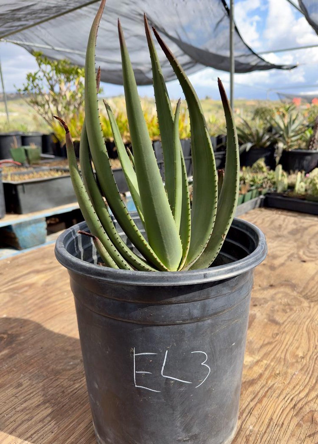 Aloe Wickensii EL3 - Etsy