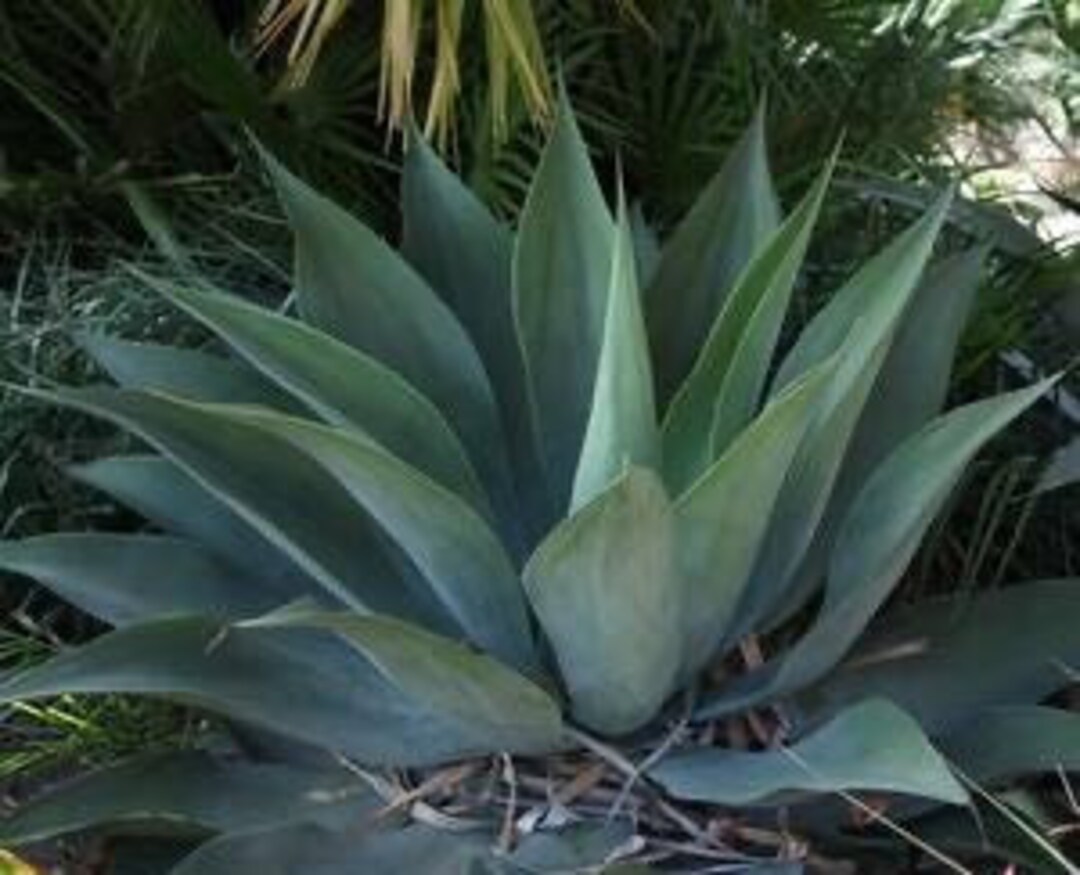 Agave Pedunculifera 'durango Soft Agave' 7 Gallon GN - Etsy