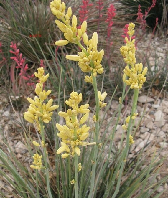 Hesperaloe Parviflora Yellow