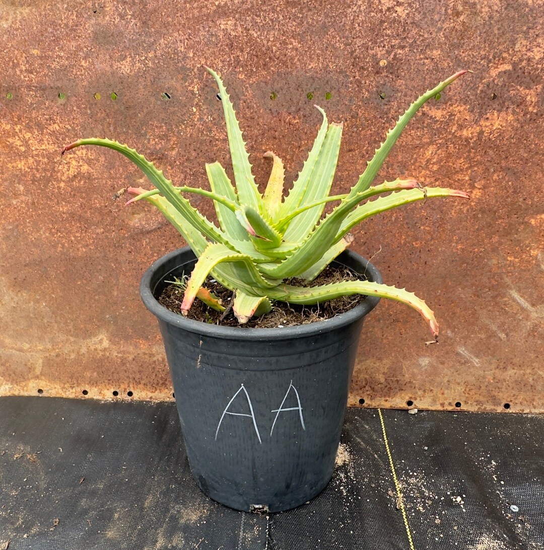 Variegated Torch Aloe Aloe Arborescens Variegata - Etsy