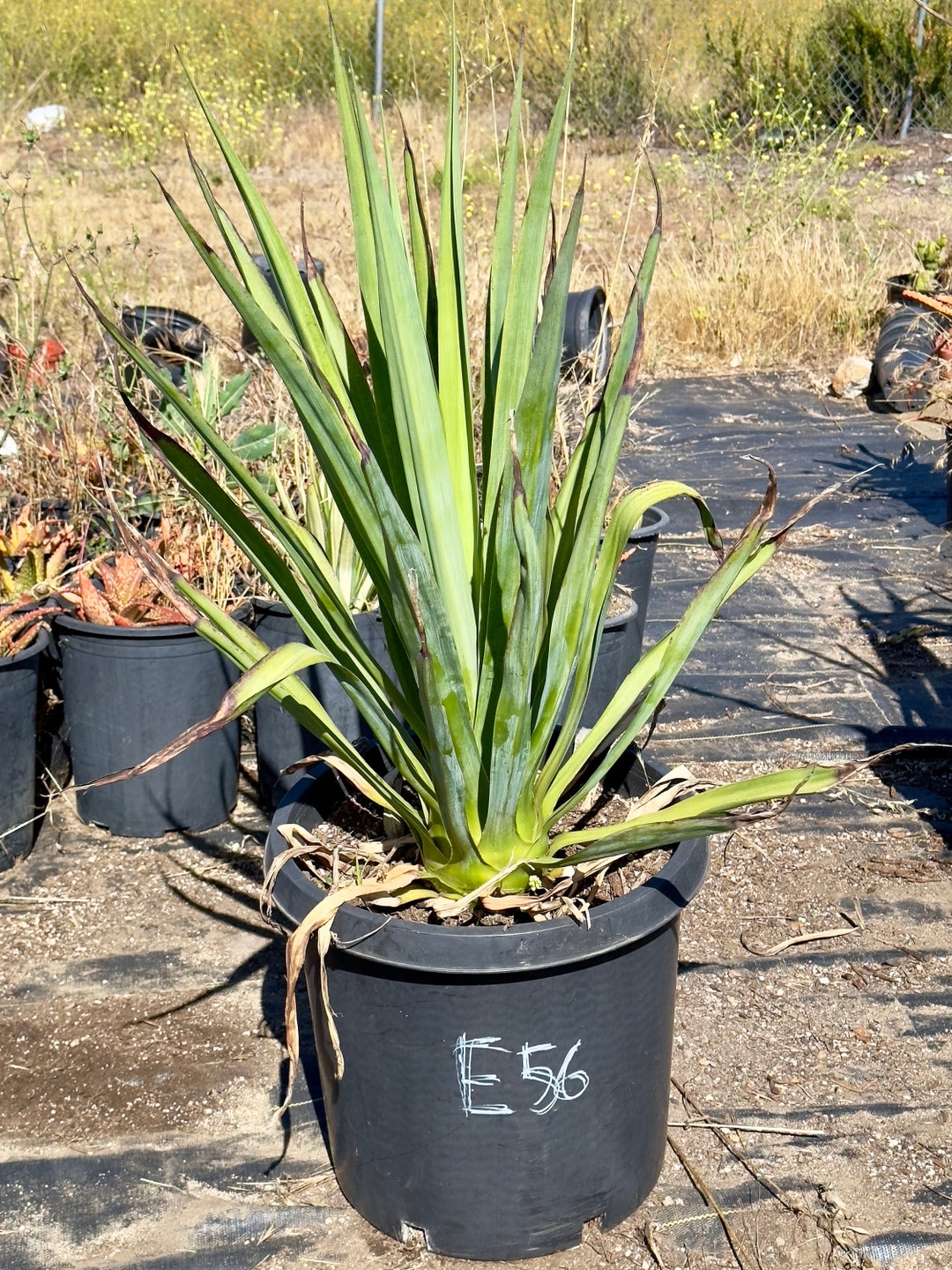 Furcraea Parmentieri - Bedinghaus' Giant Agave - E56 - FREE SHIPPING - Etsy