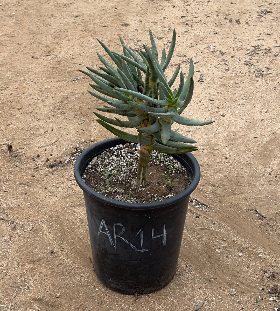 Aloe Ramosissimum Large Form - Maiden's Quiver Tree - AR14 - Etsy