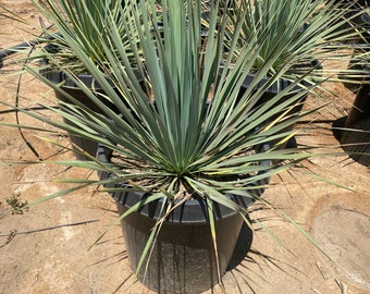 Yucca Rostrata - Etsy