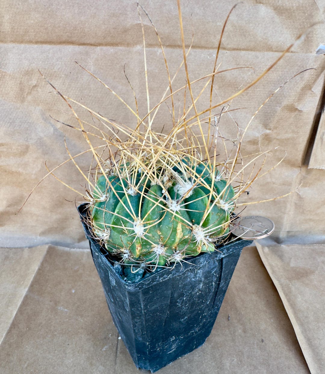 Lobivia Longispina or Echinopsis Ferox - Etsy