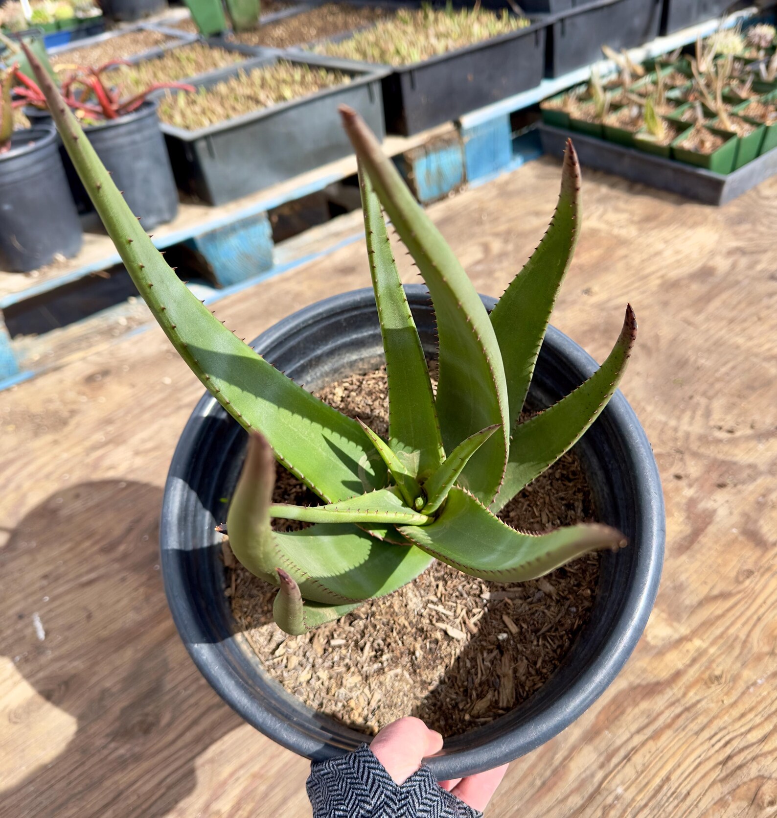 Aloe Wickensii EL2 - Etsy
