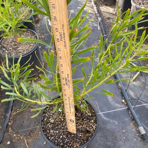 Leucospermum 'tango' 5 Gallon GN - Etsy