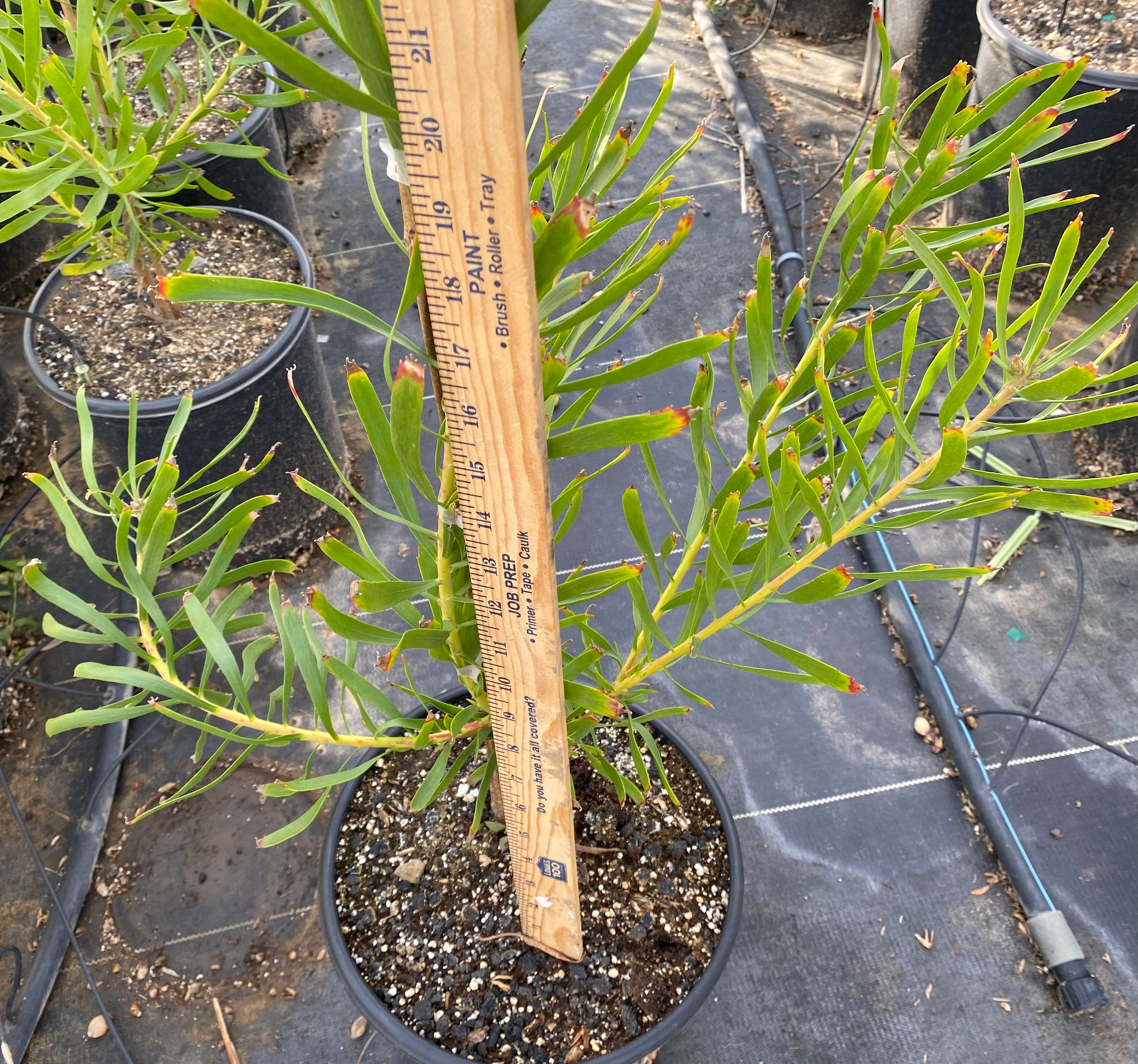 Leucospermum 'tango' 5 Gallon GN - Etsy
