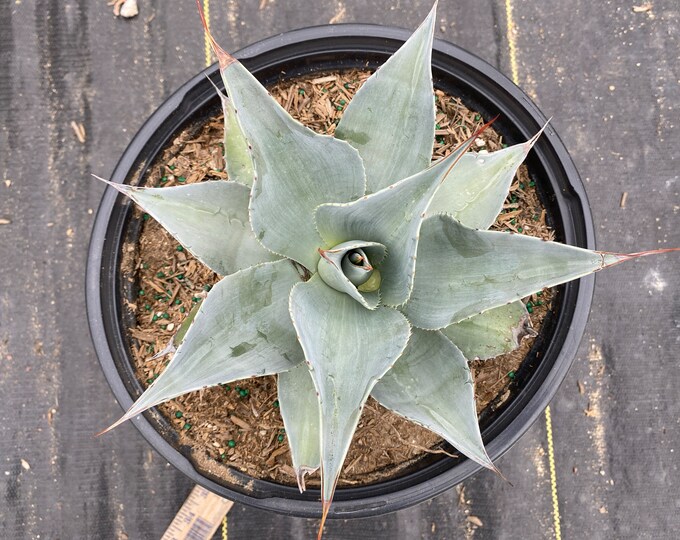 Vanzie Whale's Tongue Century Plant - Agave Ovatifolia 'vanzie' - Etsy