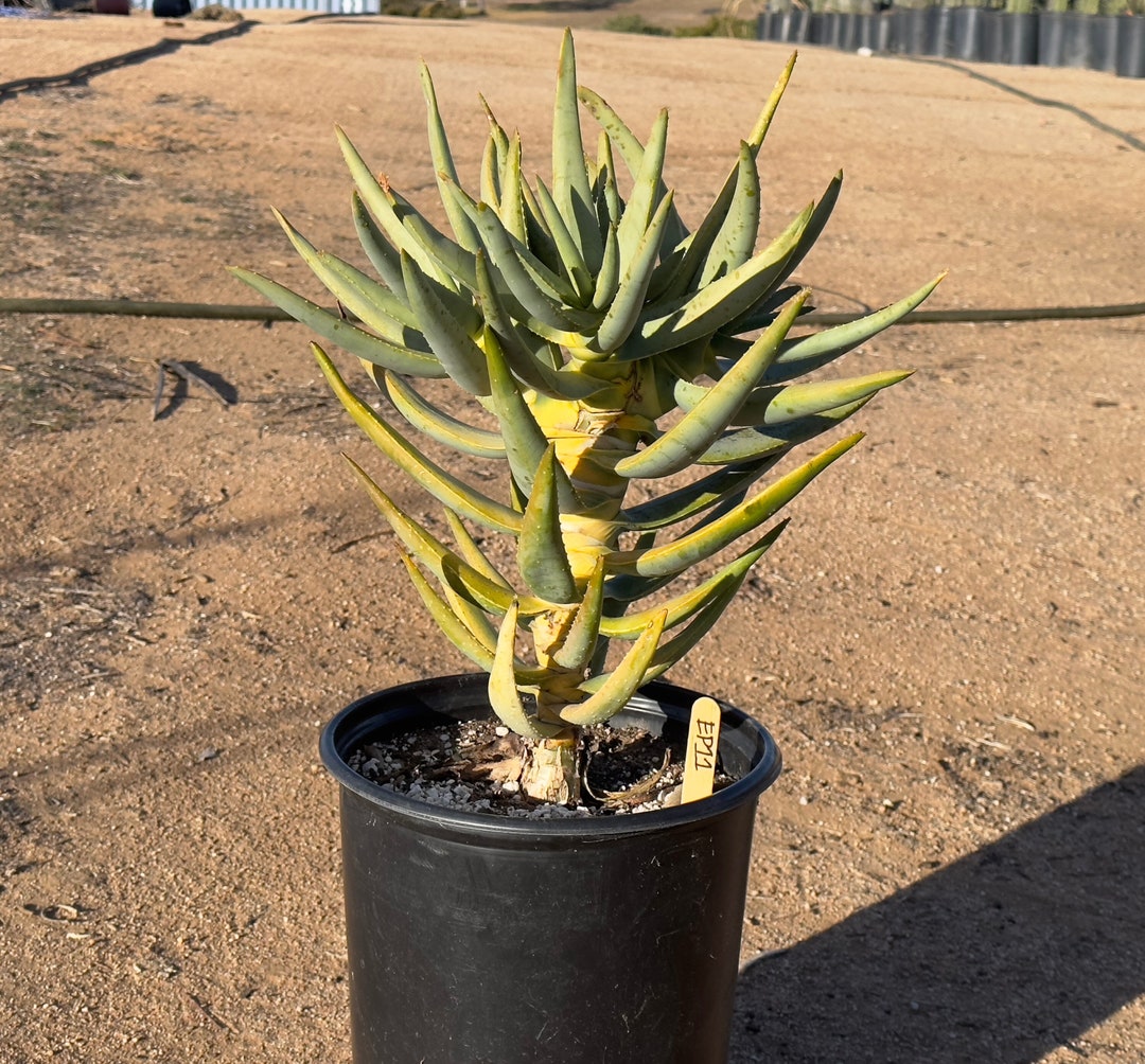 Aloe Ramosissimum Large Form Maiden's Quiver Tree EP11 - Etsy