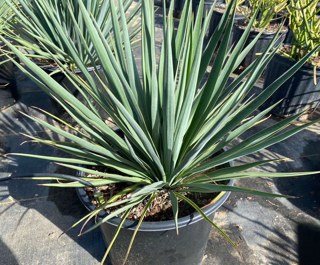Yucca Rigida Blue Sentry blue Sentry Adams Needle 3 Gallon GN - Etsy