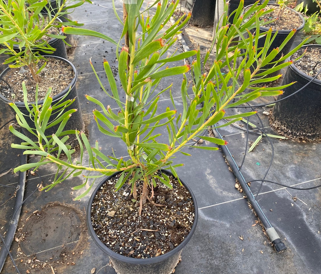 Leucospermum 'tango' 5 Gallon GN - Etsy
