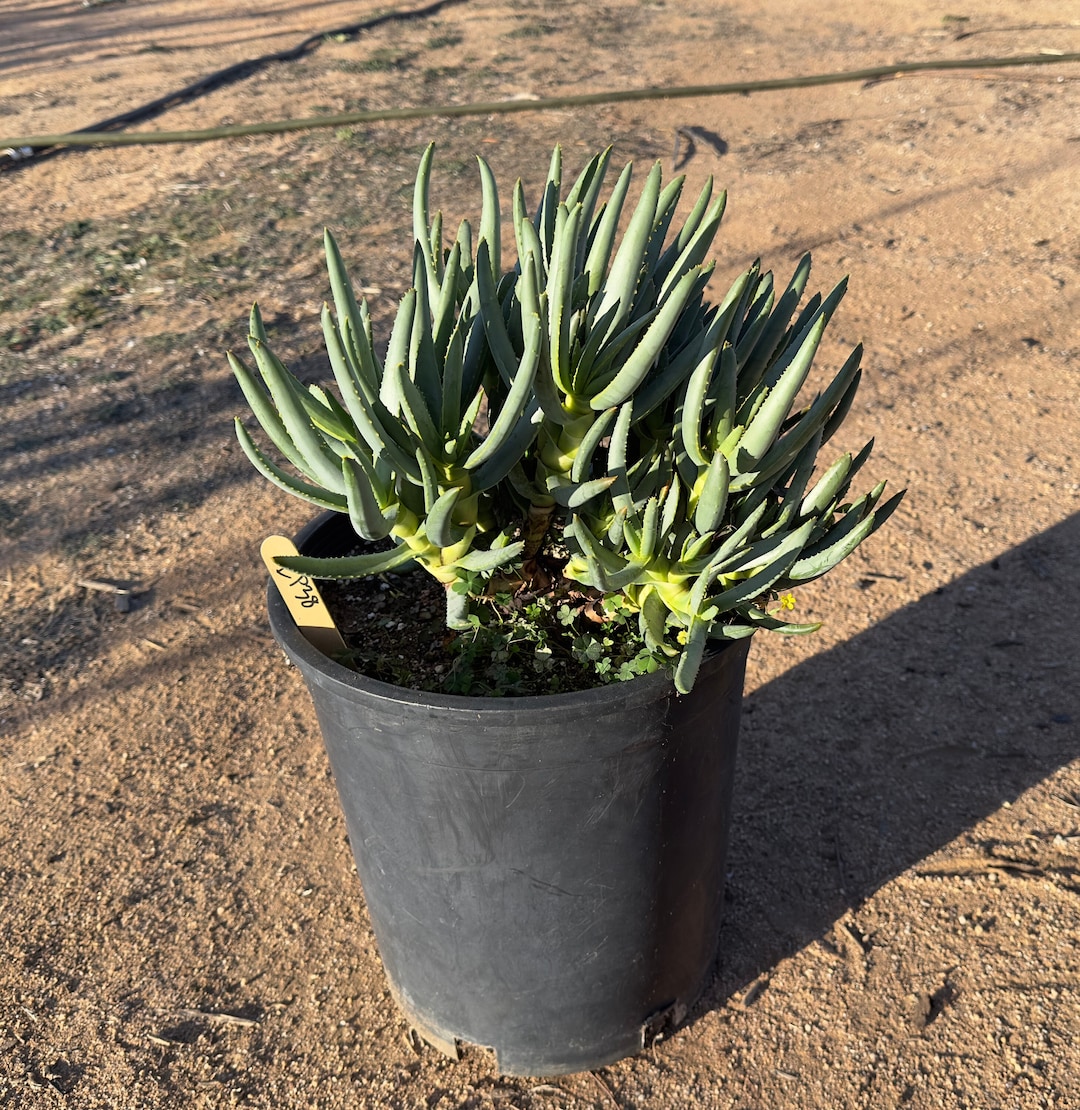 Aloe Ramosissimum Dwarf Form - Maiden's Quiver Tree - EP38 - Etsy