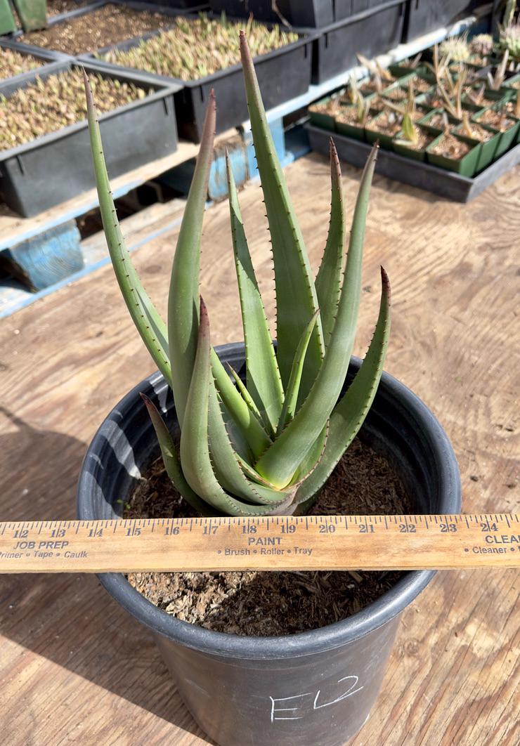 Aloe Wickensii EL2 - Etsy