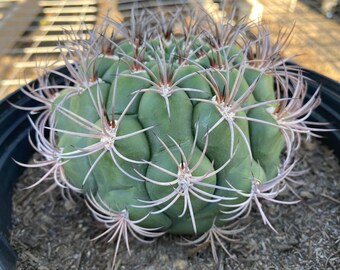 Giant Chin Cactus 6 Inch Gymnocalycium Saglionis Live Cactus Plant ...