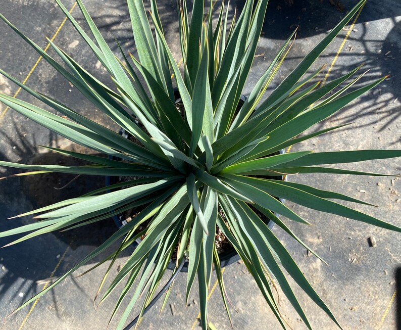 Yucca Rigida Blue Sentry blue Sentry Adams Needle 3 - Etsy